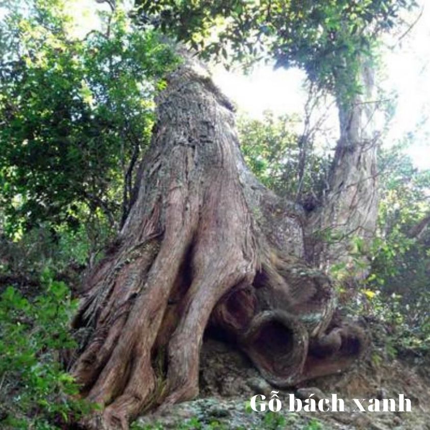 Nguồn gốc và ý nghĩa của vòng gỗ Bách Xanh, cách lựa chọn vòng gỗ đẹp